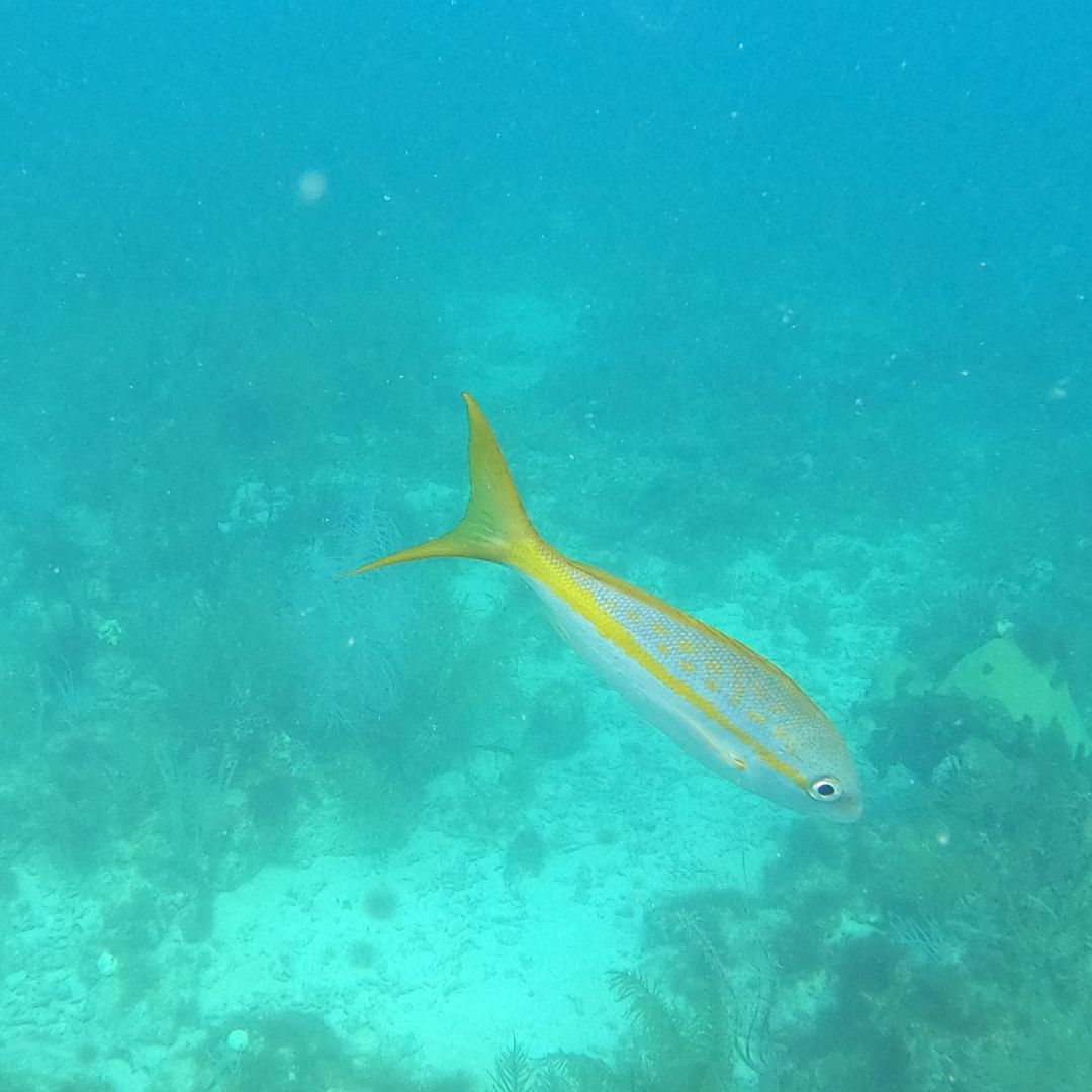 Diving the Dry Tortugas-Flashes of White - Robert Andrew Provan